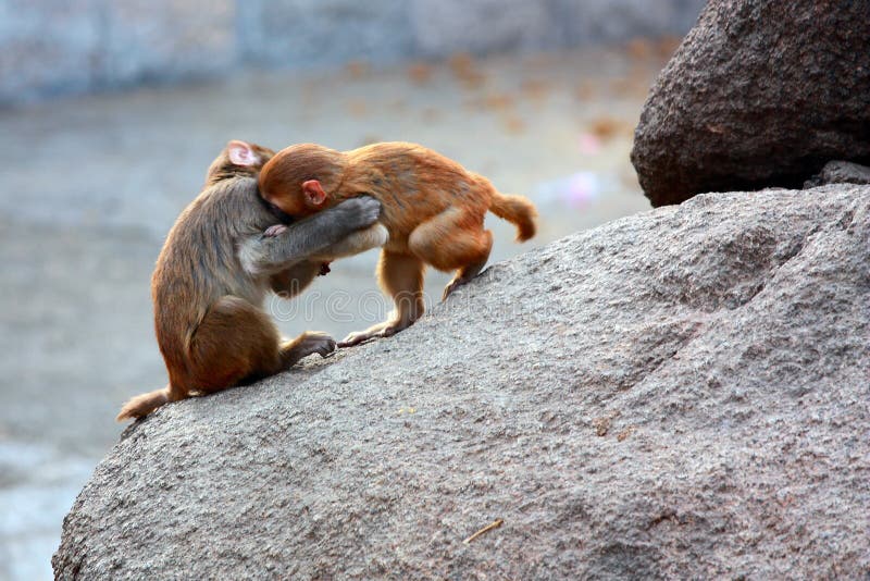 Monkeys fight stock image. Image of little, cute, wildlife - 12789047