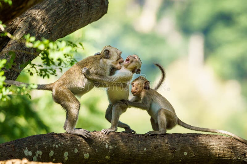 Monkeys Fight Each Other in the Trees Stock Photo - Image of chordata ...