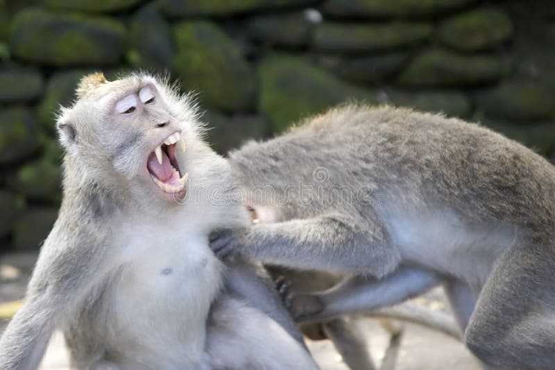 Monkeys fighting stock image. Image of macaque, animal - 8565713