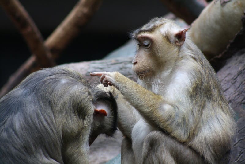 Monkeys Arguing on the Sand Stock Image - Image of blue, tree: 229789189