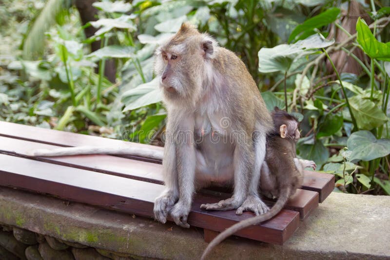 Monkeys in a Forest in Bali Stock Photo - Image of indonesia, animals ...