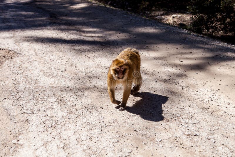 121 Azrou Forest Stock Photos - Free & Royalty-Free Stock Photos from ...