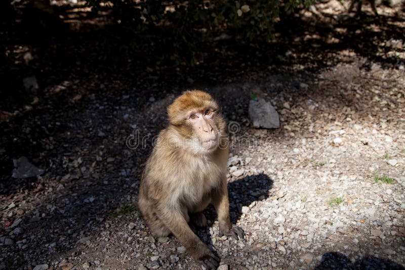 Monkeys in the Forest in Morocco Stock Photo - Image of monkey, young ...