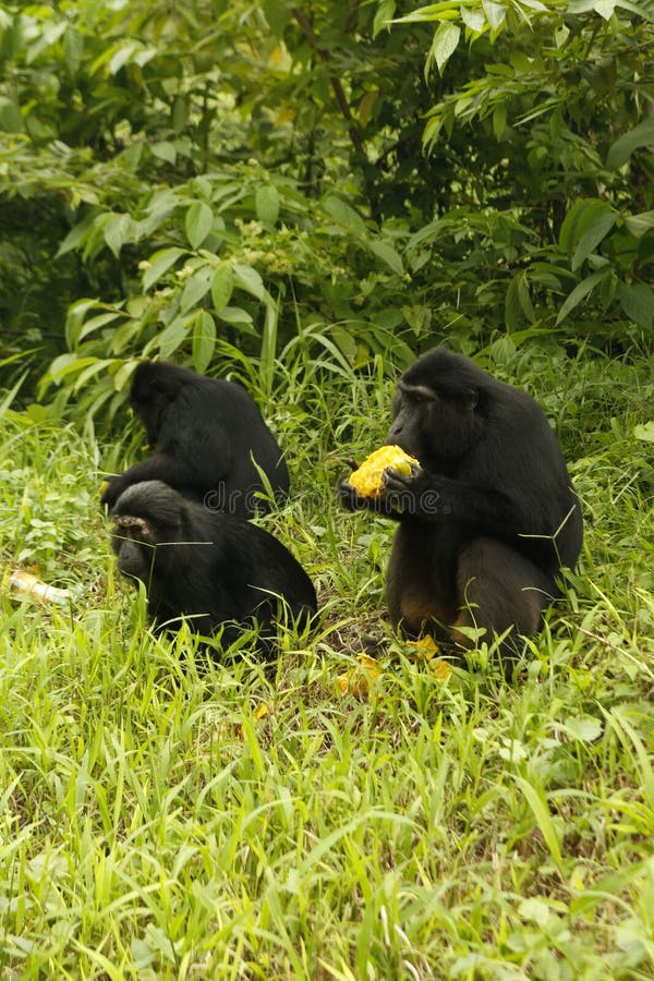 3 Monkeys in the Forest, One of Them Eating Mango Stock Photo - Image ...