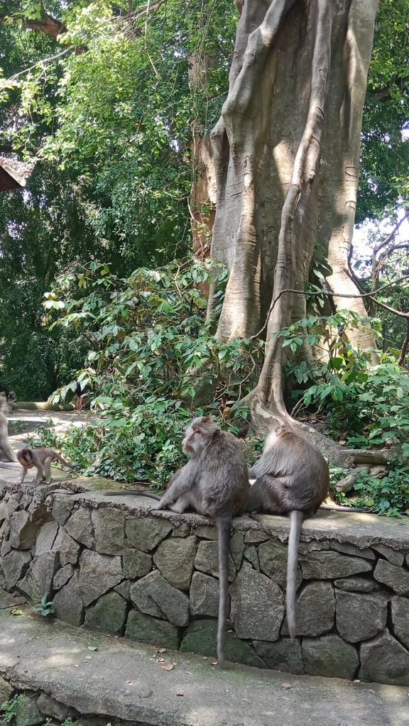Monkeys in the Forest Protected Animals Stock Photo - Image of monkeys ...