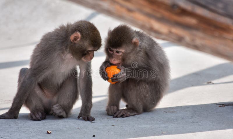 Monkeys and fruit stock photo. Image of tangerine, food - 23543016