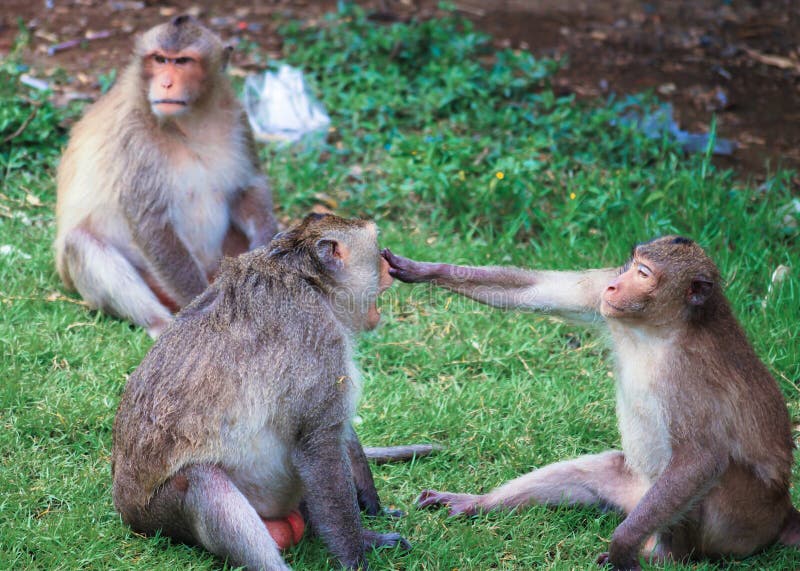 Monkeys are fun to play. stock image. Image of park, rear - 20397845