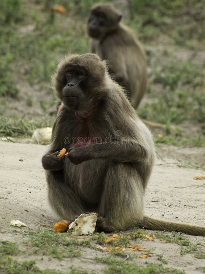 Monkeys stock image. Image of tier, apes, animal, affe - 33820527
