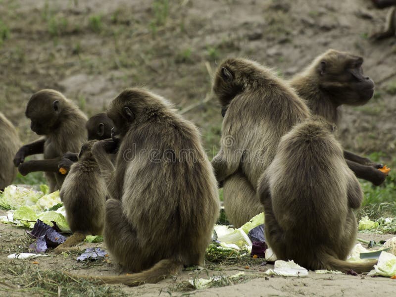 Monkeys stock image. Image of macaque, animal, animals - 33821985