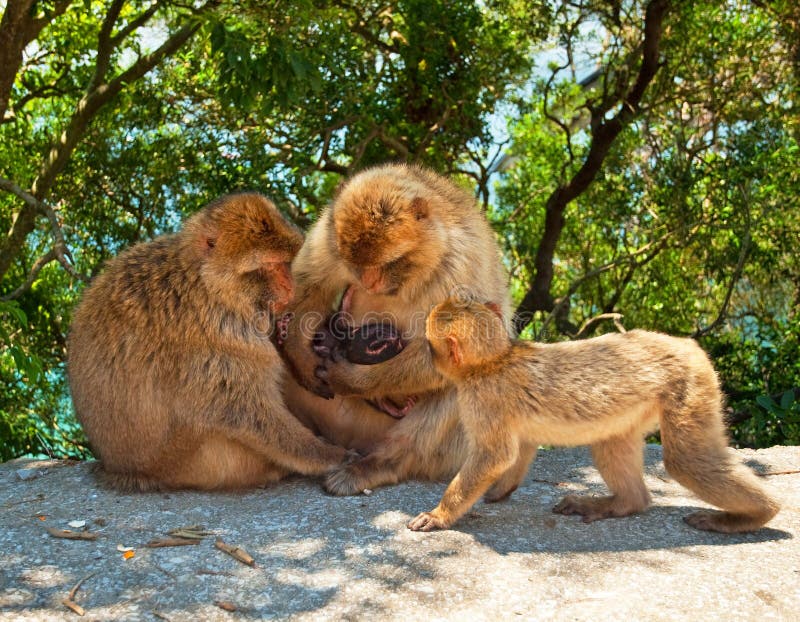 Monkeys in Gibraltar stock image. Image of barbary, gibraltar - 19802825