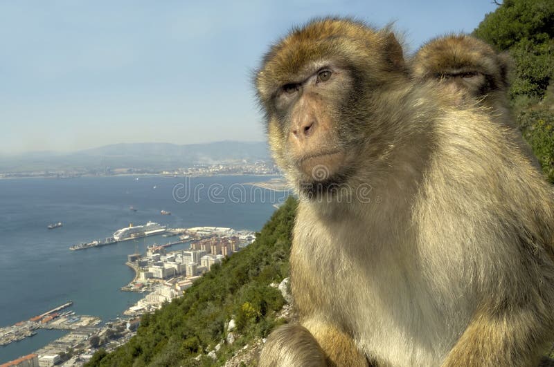 Gibraltar apes stock image. Image of gibraltar, monkey - 5695599