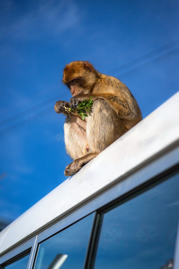 The Monkeys of Gibraltar Posing Stock Image - Image of europa, exterior ...