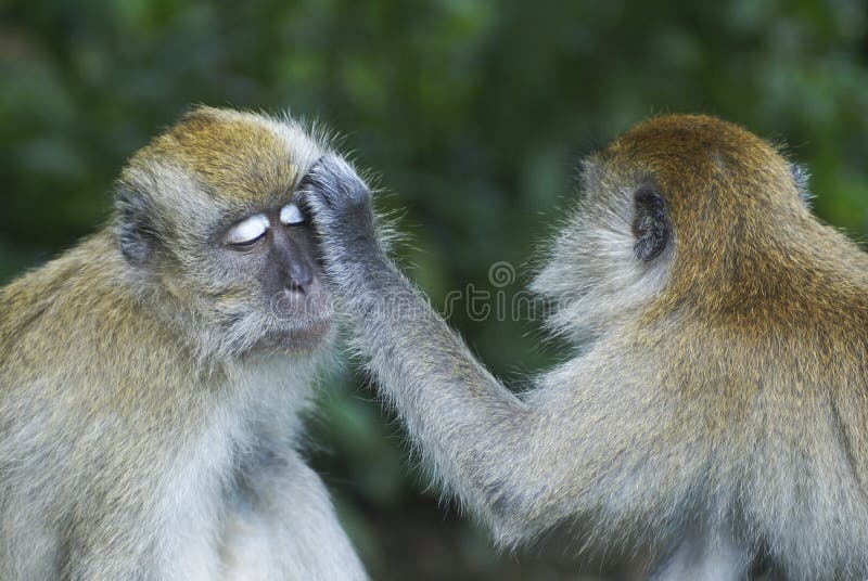 Monkeys grooming another stock photo. Image of long, wildlife - 2350124