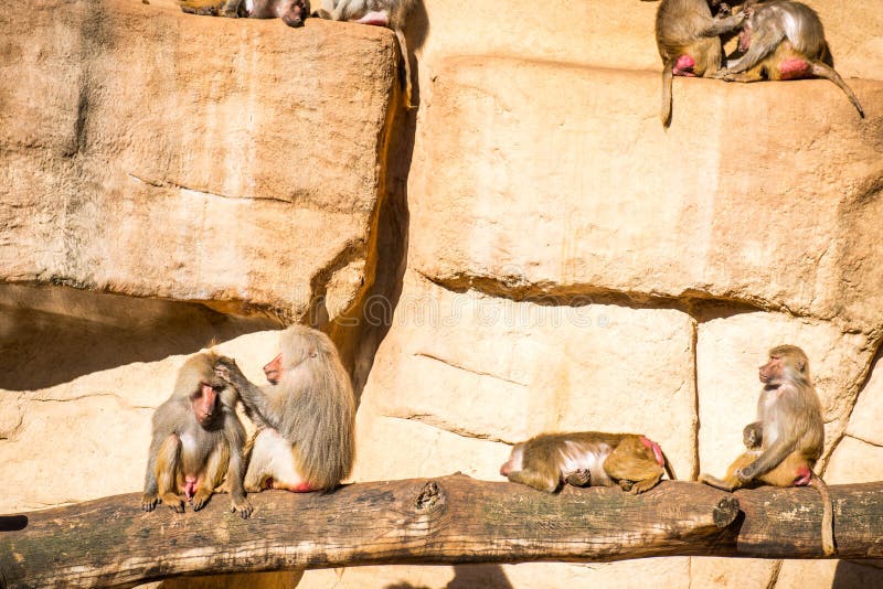 Monkeys Group in Cologne Zoo Stock Image - Image of jungle, primate ...