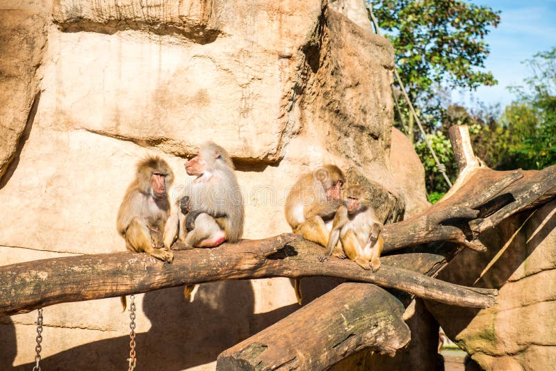 Monkeys Group in Cologne Zoo Stock Image - Image of jungle, animal ...