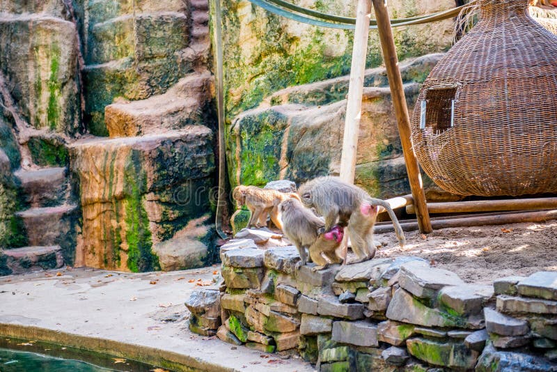 Monkeys group in a zoo stock photo. Image of animals - 106813688