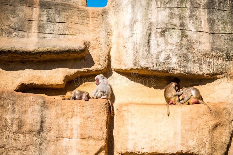 Monkeys life stock image. Image of group, living, cute - 106786691