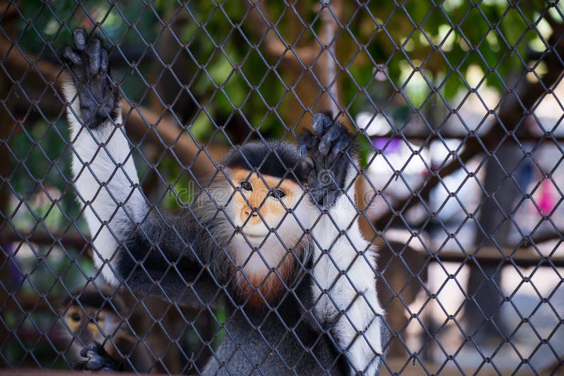 Monkeys hang in the cage stock image. Image of animals - 91257933