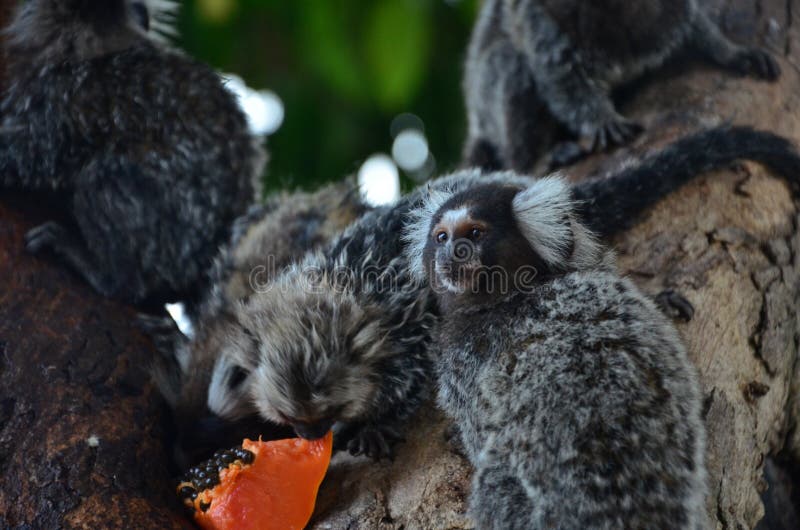 Monkeys Having a Breakfast. Scientific Name:Callithrix Stock Image ...