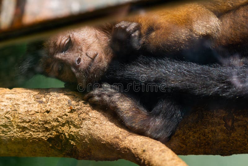 Monkeys Having a Little Nap after Lunch Stock Photo - Image of monkey ...