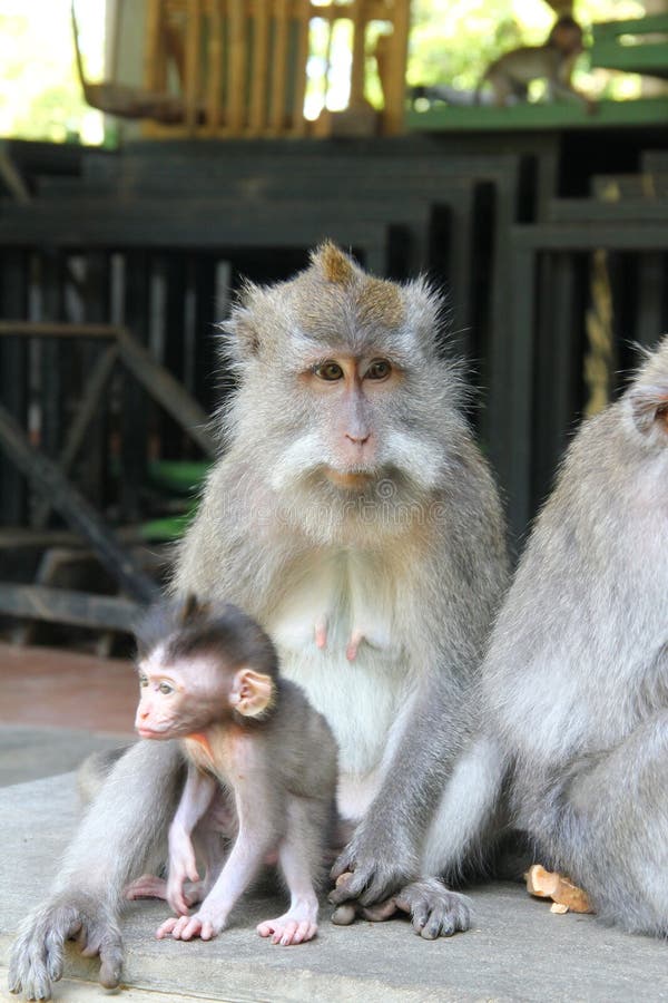 Two Monkeys Holding Hands Stock Photos - Free & Royalty-Free Stock ...