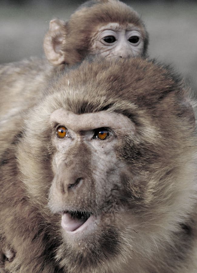 Monkeys stock image. Image of animals, baby, monkeys - 124682261