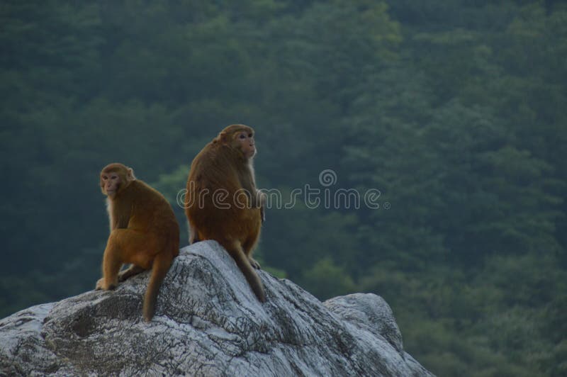 Monkeys stock image. Image of forest, river, wildlife - 78999377