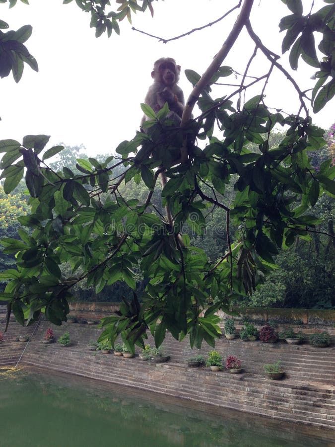 Monkeys stock photo. Image of jungle, aminals, wildlife - 82241198