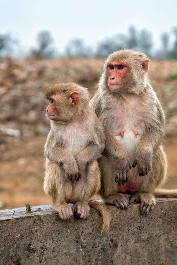Monkeys in Indian Town stock photo. Image of nature, family - 89399704