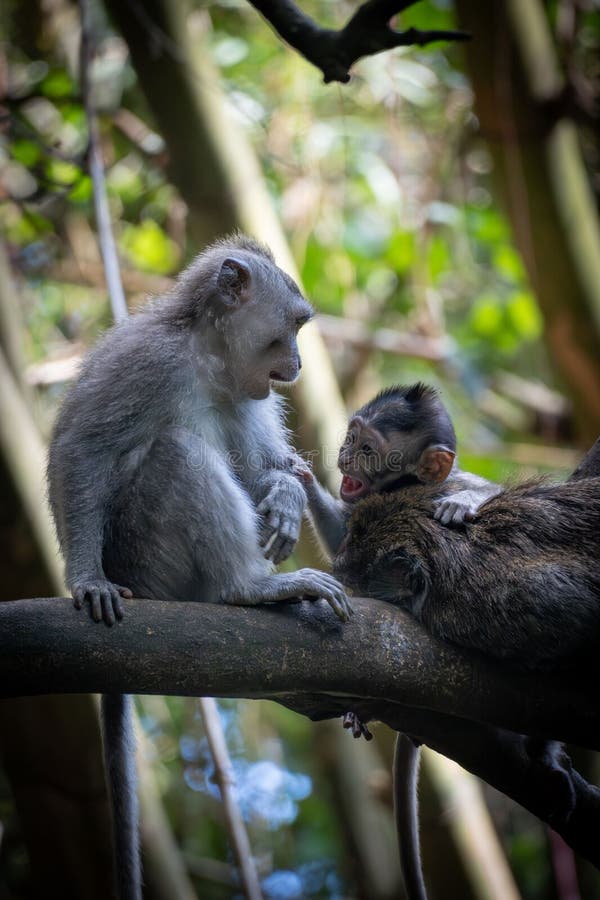 Monkeys Interacting on a Tree Branch in a Forest. Stock Image - Image ...