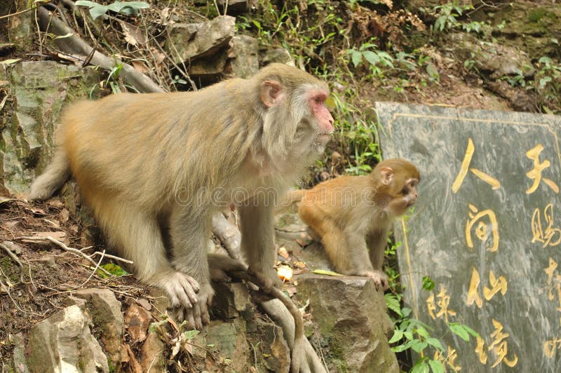 Monkeys in line stock photo. Image of monkey, waiting - 26500338