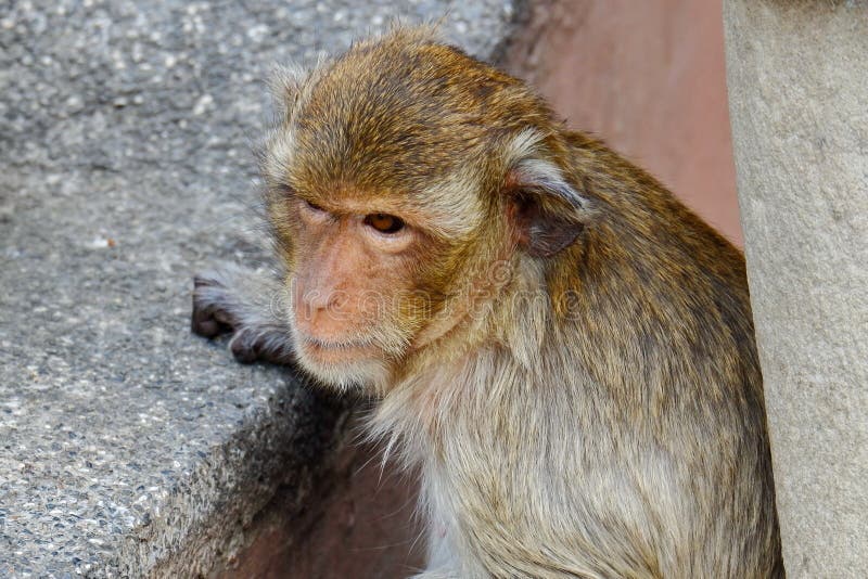 Monkeys that Live in a Community of People. Stock Image - Image of ...