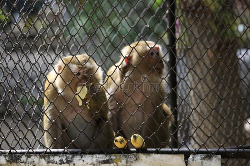 Monkeys that are Locked in a Cage are Eating Bananas Stock Photo ...