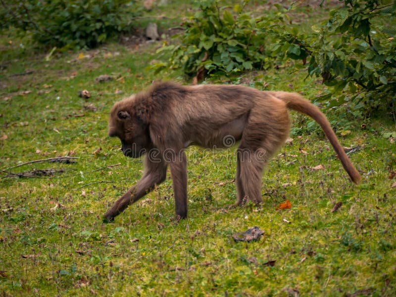 Monkeys Look for Food in the Grass at the Zoo Stock Photo - Image of ...
