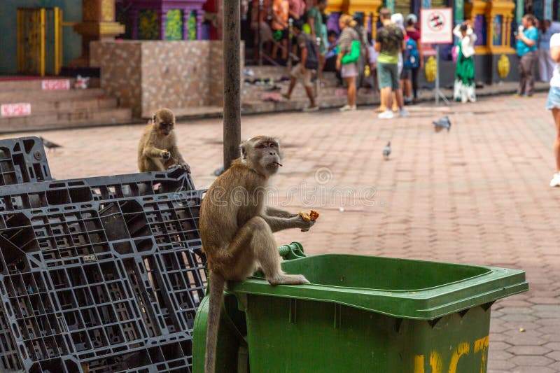 Monkeys Looking for Food in the Trash Bin in Front of the Gate at the ...