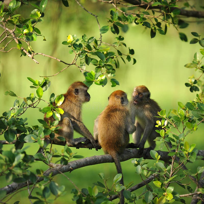Monkey Meeting Wildlife Stock Photo Stock Image - Image of plant ...