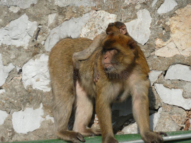 Monkeys stock image. Image of carring, brown, back, monkey - 42660181