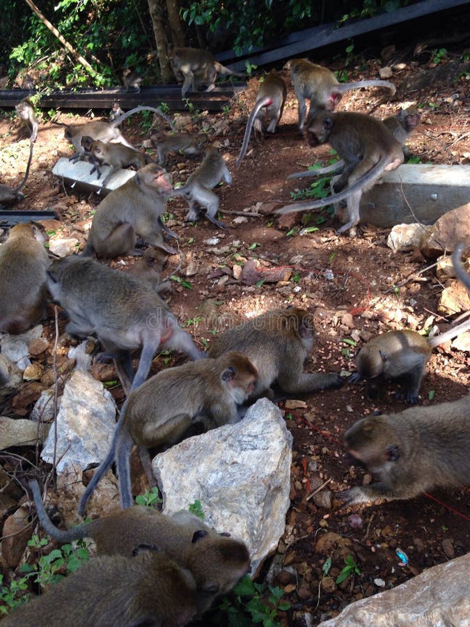 Monkeys eating nuts. stock image. Image of tree, animals - 93285745