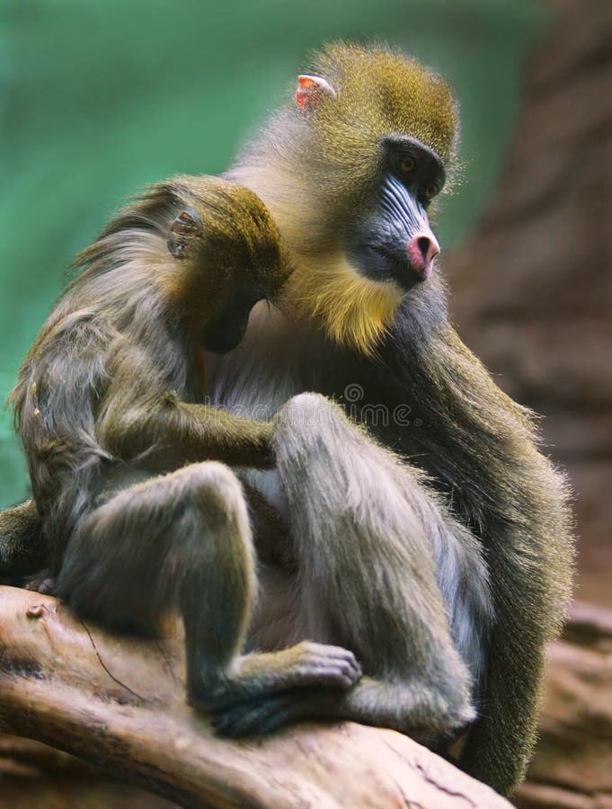 Monkeys stock image. Image of nature, female, monkeys - 61055169