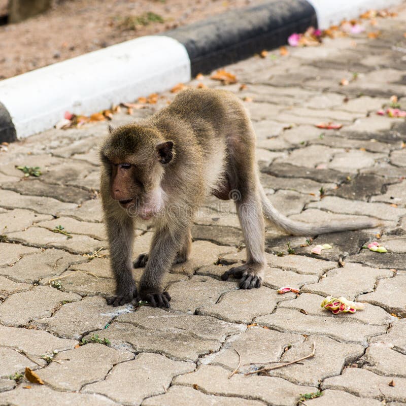 Monkeys stock photo. Image of macaque, portrait, resemble - 70574090