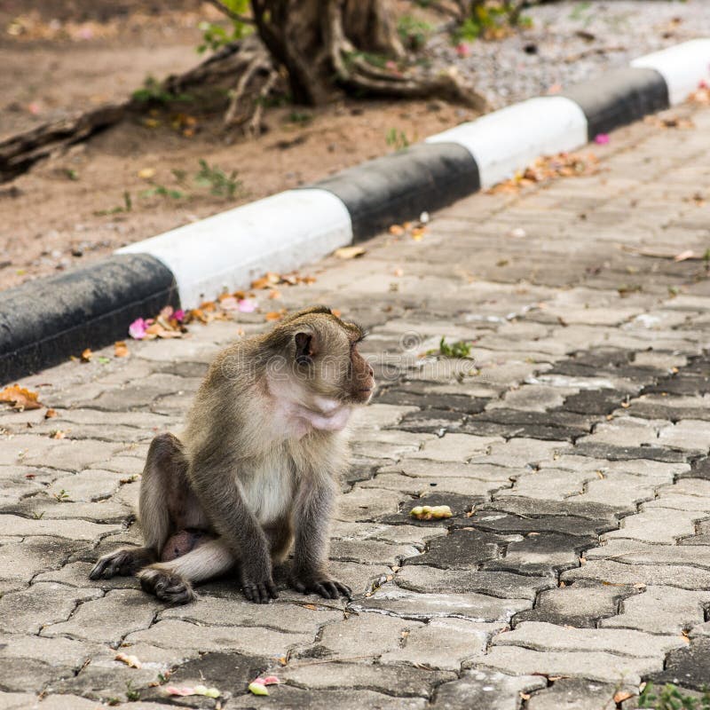 Monkeys stock image. Image of nature, animal, life, hair - 70574913
