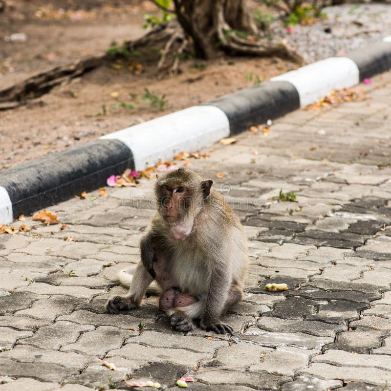 Monkeys stock photo. Image of animal, looklike, path - 70575816