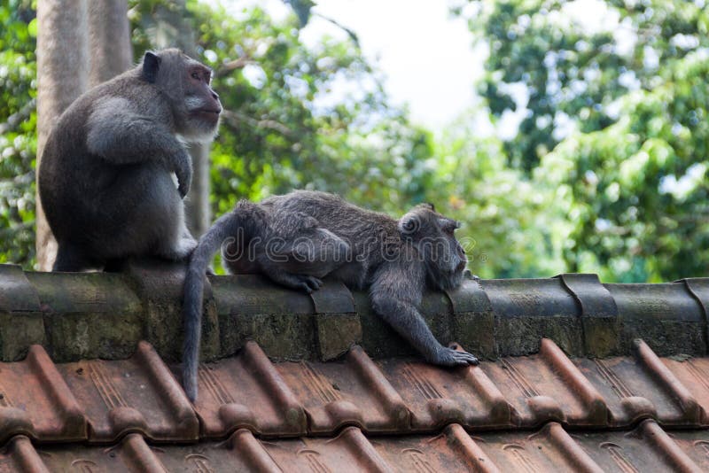 Monkeys editorial photo. Image of fountain, monkeys - 103194876