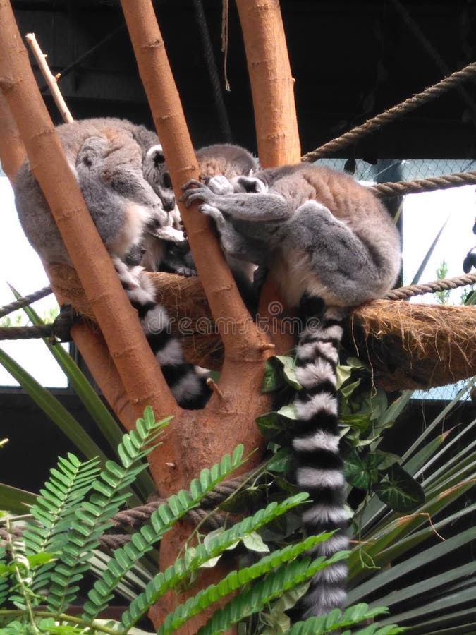 Monkeys stock image. Image of tree, rope, monkeys, sleeping - 138503467