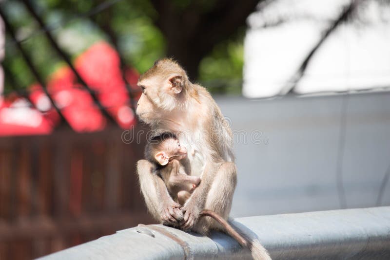 Monkeys mother and child stock photo. Image of real, cute - 63894528