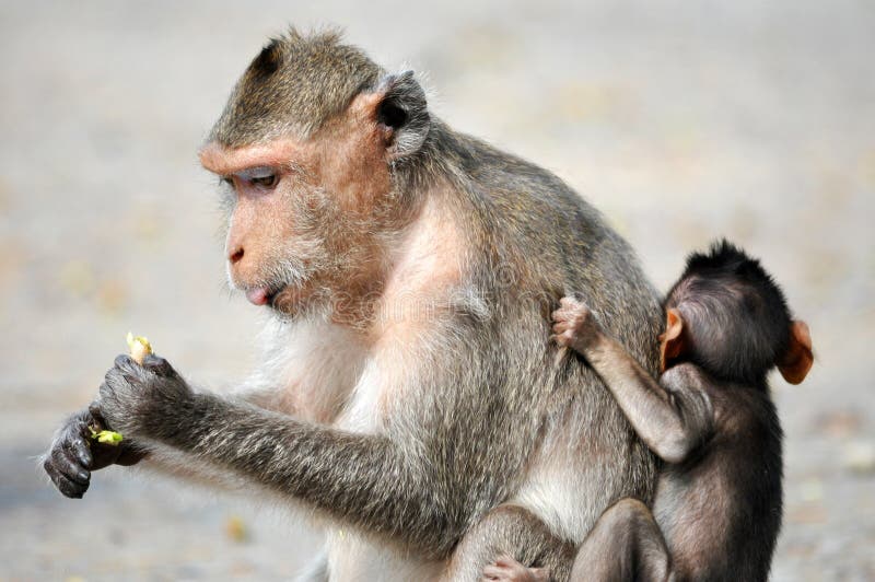 Monkeys stock photo. Image of hairy, wildlife, young - 36333140