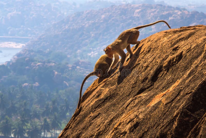 Monkeys in the mountain stock photo. Image of primate - 45278614