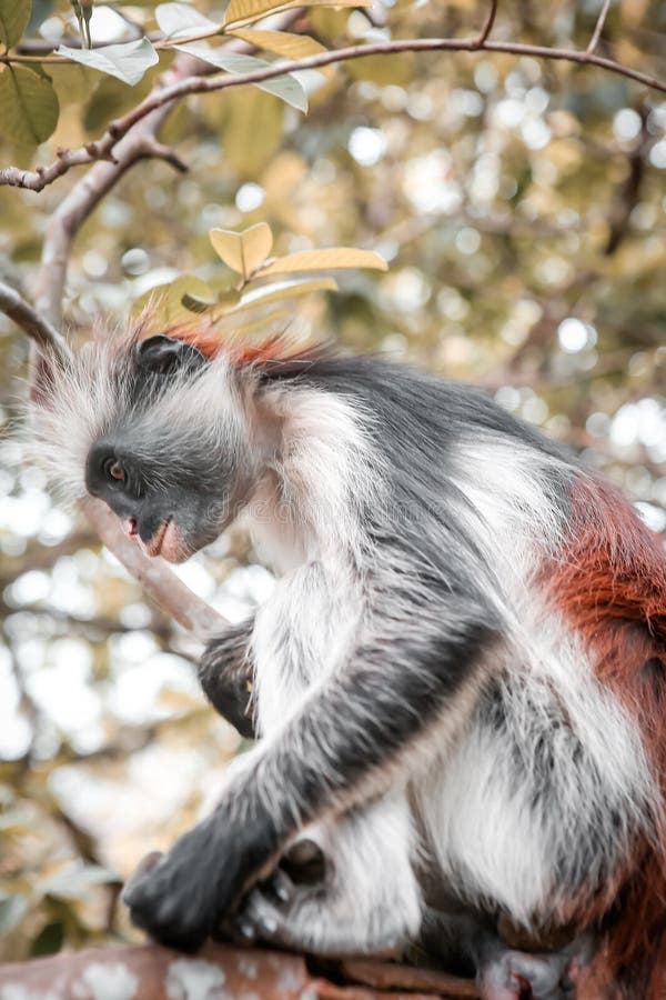 Monkeys In The Natural Habitat In The Trees Afternoon. Primates Stock ...