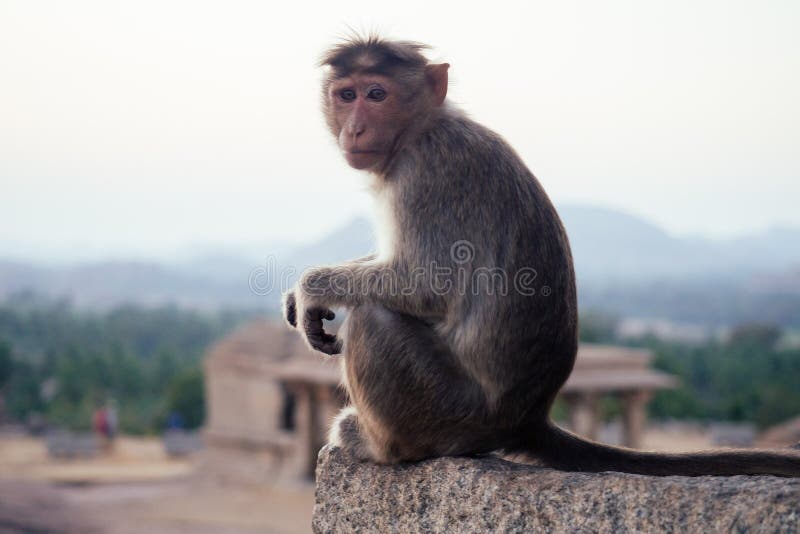 Monkeys Near the Hanuman Temple Hampi Sunset Stock Photo - Image of ...