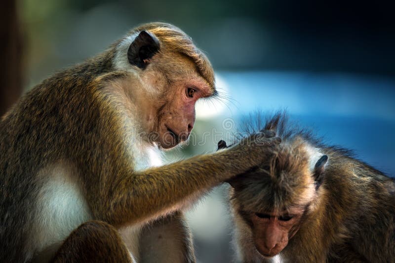 Monkeys in normal work stock image. Image of animal - 222703113